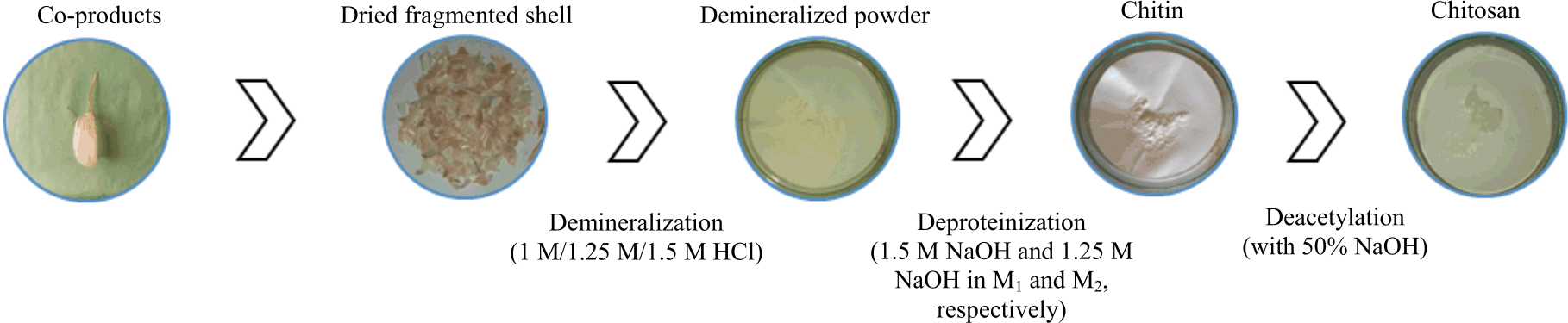 Extraction and Worth Evaluation of Chitosan from Shrimp and Prawn Co ...