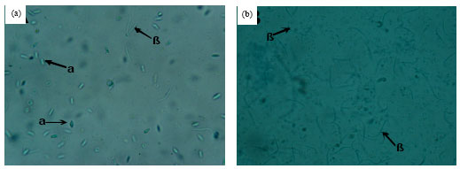 First Report of Diaporthe/Phomopsis Complex Isolates in Soybean from ...