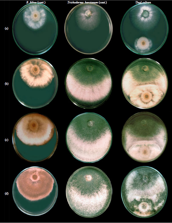 Antagonistic Interactions Between the Foliar Pathogen Botrytis fabae ...