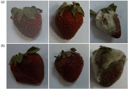Spectral and Molecular Studies on Gray Mold in Strawberry
