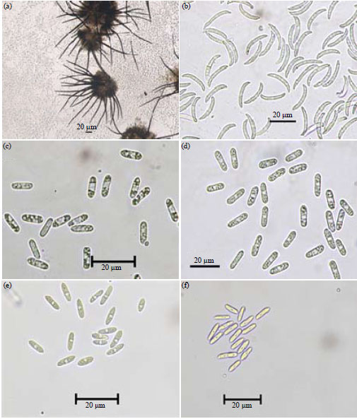 Identification of Colletotrichum Species Associated with Chili ...