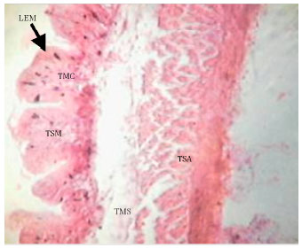 Functional, Anatomical and Histological Development of Caecum in Rabbits