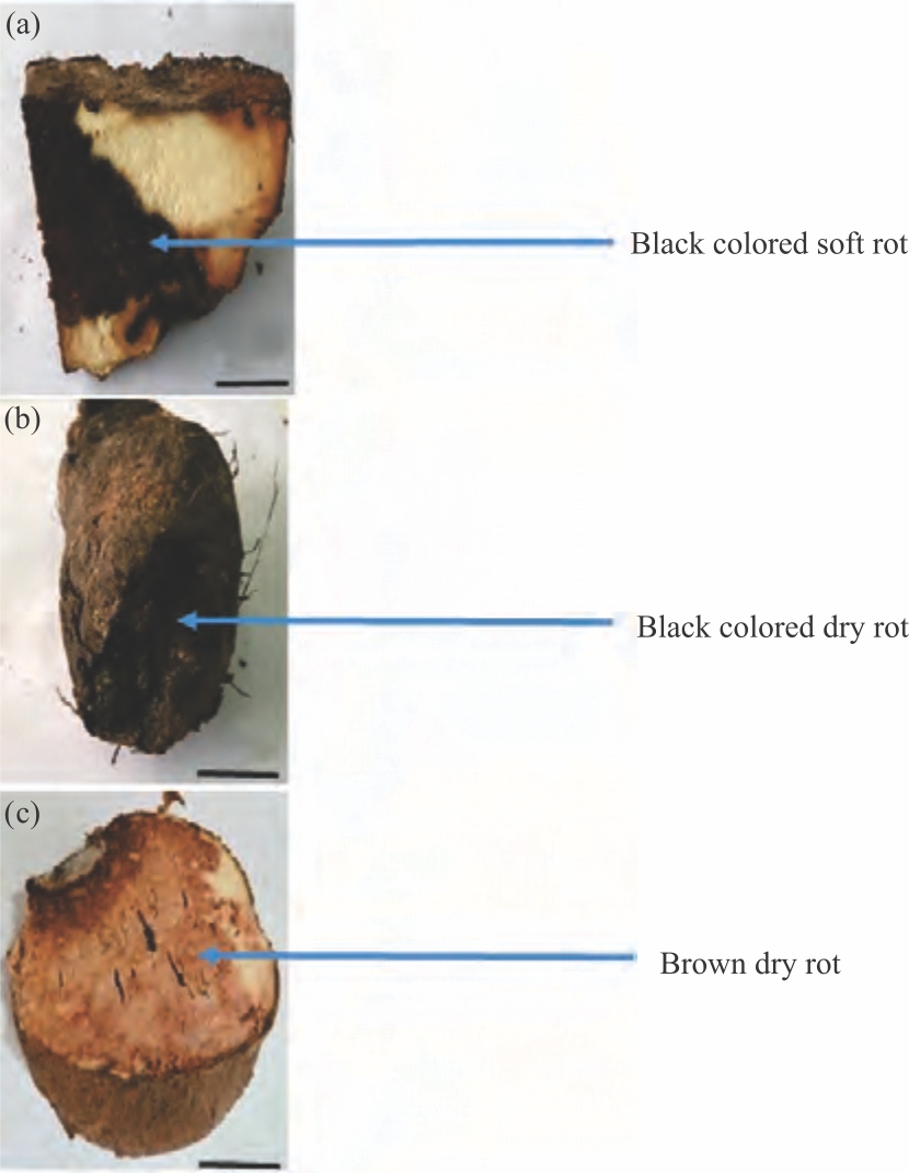 Fungi Responsibles of Post-Harvest Rots of Yam Varieties Grown in Côte ...