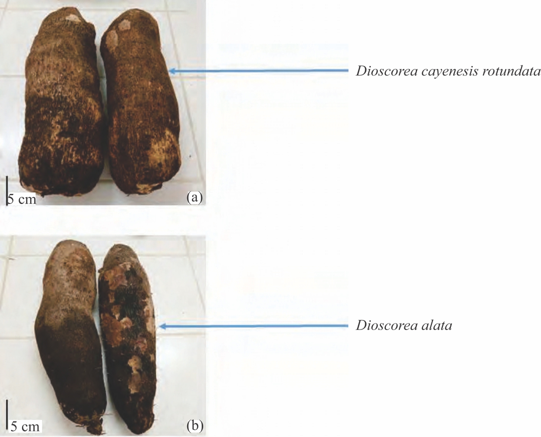 Fungi Responsibles of Post-Harvest Rots of Yam Varieties Grown in Côte d'Ivoire