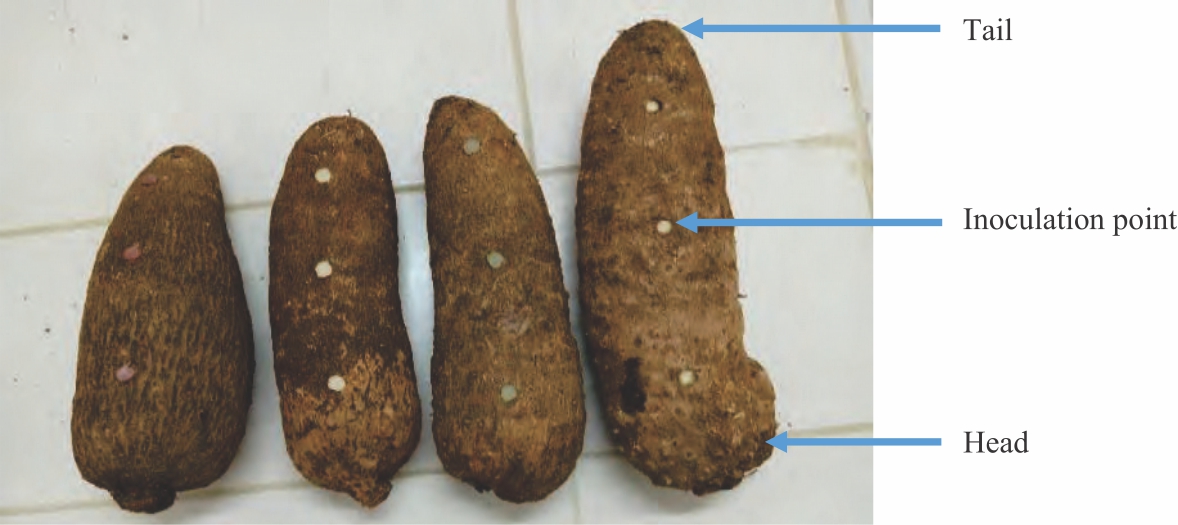 Fungi Responsibles of Post-Harvest Rots of Yam Varieties Grown in Côte ...