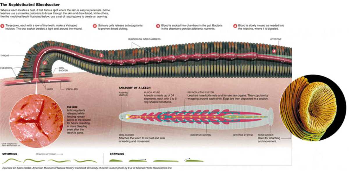 Leech External Anatomy