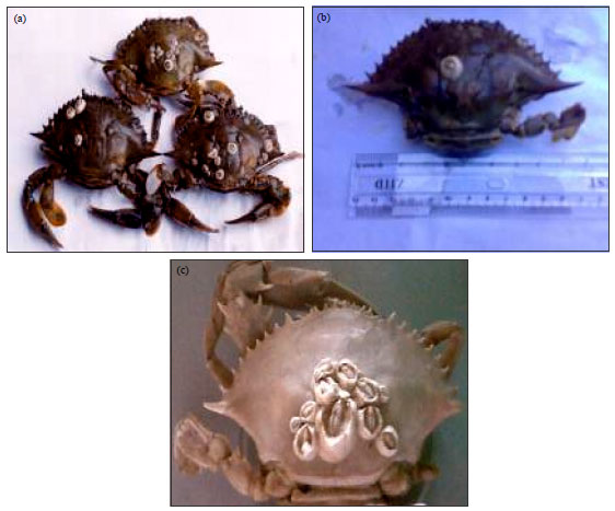 Growth Pattern and Specificity of Attachment of Lagoon Crab ...