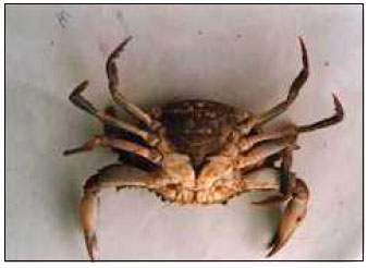 Growth Pattern and Specificity of Attachment of Lagoon Crab ...