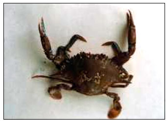 Growth Pattern and Specificity of Attachment of Lagoon Crab ...