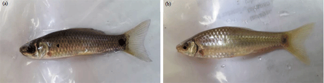 A Preliminary Study of Osteochilus spilurus (Bleeker 1851 ...