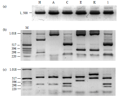 Identification of HACEK Group Bacteria from Blood Samples of Patients ...