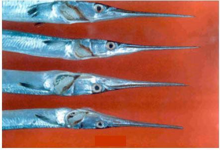 Infestation of Isopod Parasite Lironeca puhi in Slender Needle Fish ...
