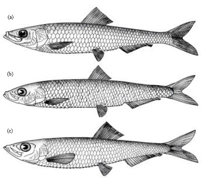 Survey on the Digenean and Monogenean Helminthes of Clupeidae ...