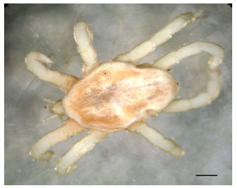Myotonia and Colic Associated with the Spinose Ear Tick, Otobius ...