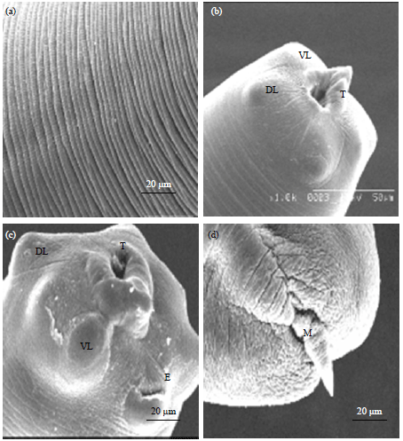 Occurrence of Anisakis Larvae in Commercial Fish along the Northern ...