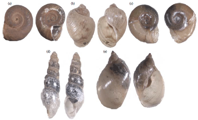 Population Abundance and Bionomics of Snail Intermediate Hosts of ...