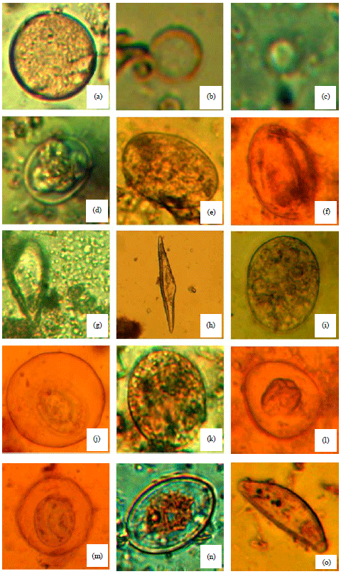 Snapshot View of Intestinal Parasites in Wild Birds of Chitwan District ...
