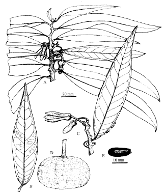 Biosystematic Studies in Annonaceae I. Vegetative and Floral ...