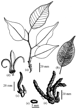 Biosystematic Studies in Annonaceae II. Vegetative and Floral ...