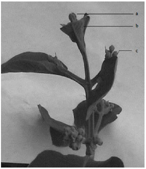 Identification of Terminal Flowering1 (TFL1) Genes Associated with the ...