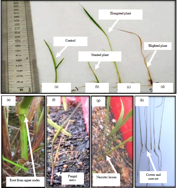Varietal Screening and Infection Process of Fusarium proliferatum in ...