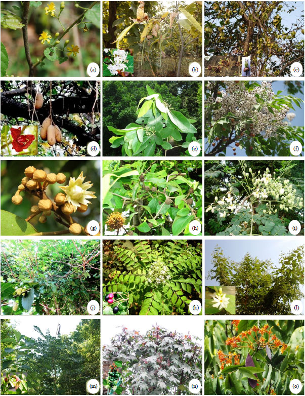 Ethnomedicinal Uses of Tree Species by Tharu Tribes in the Himalayan ...
