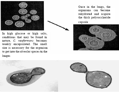 Cryptococcosis: A Garded Mycosis Threat