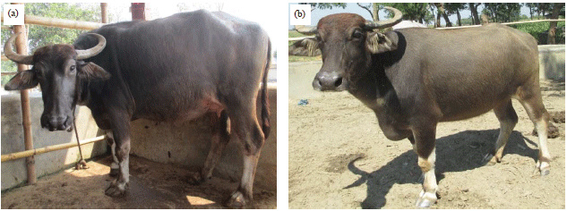 Buffalo Genetic Resources and their Conservation in Bangladesh