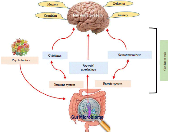 Therapeutic Potential and Recent Development of Psychobiotics for the ...