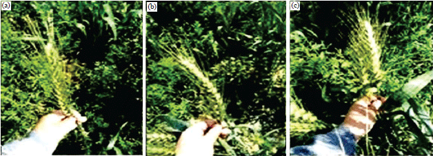 Induced Mutations in Wheat (Triticum aestivum L.) and Improved Grain ...