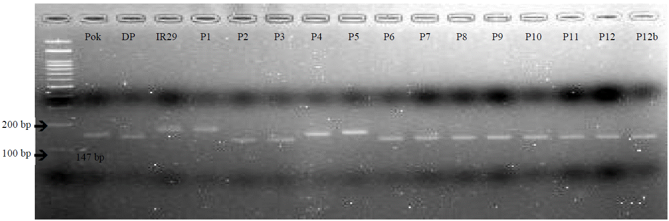 SSR Molecular Marker Application in Selection of Hybrid Rice Lines with ...