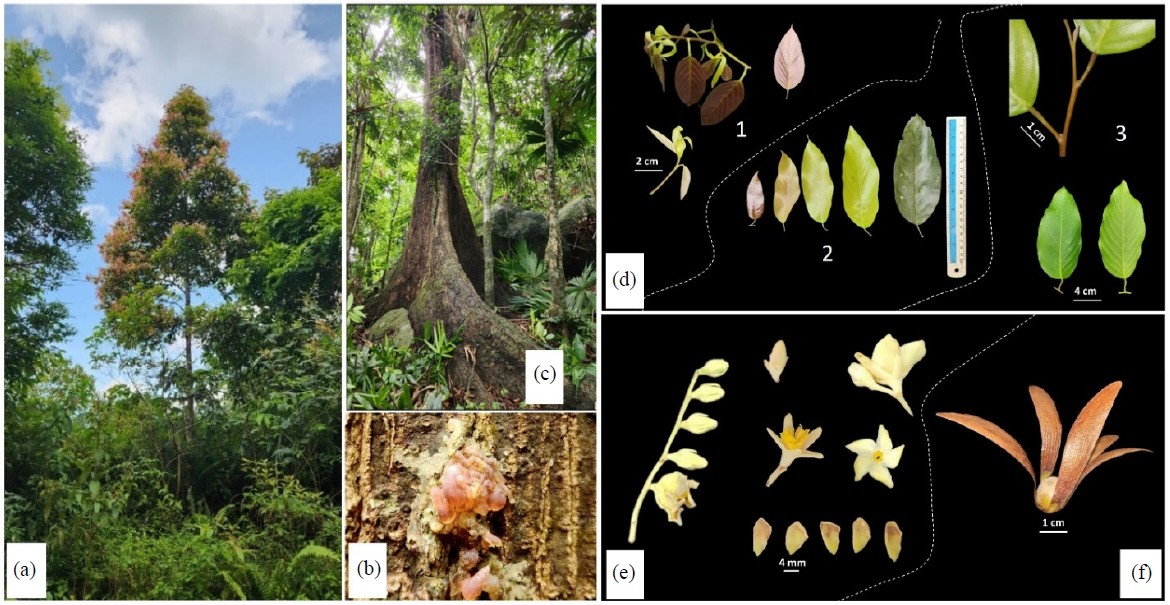 Morphological and Molecular Characteristics of Parashorea stellata Kurz ...