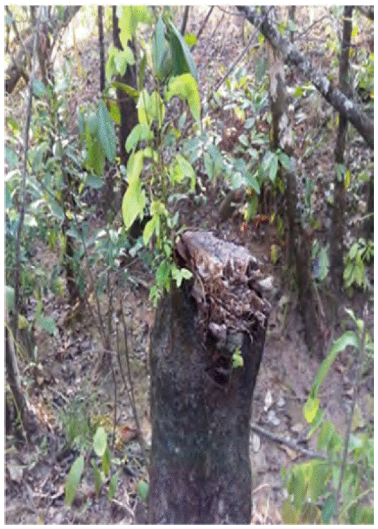 Vegetative Propagation of Berlinia grandiflora by Leafy Stem Cutting in ...