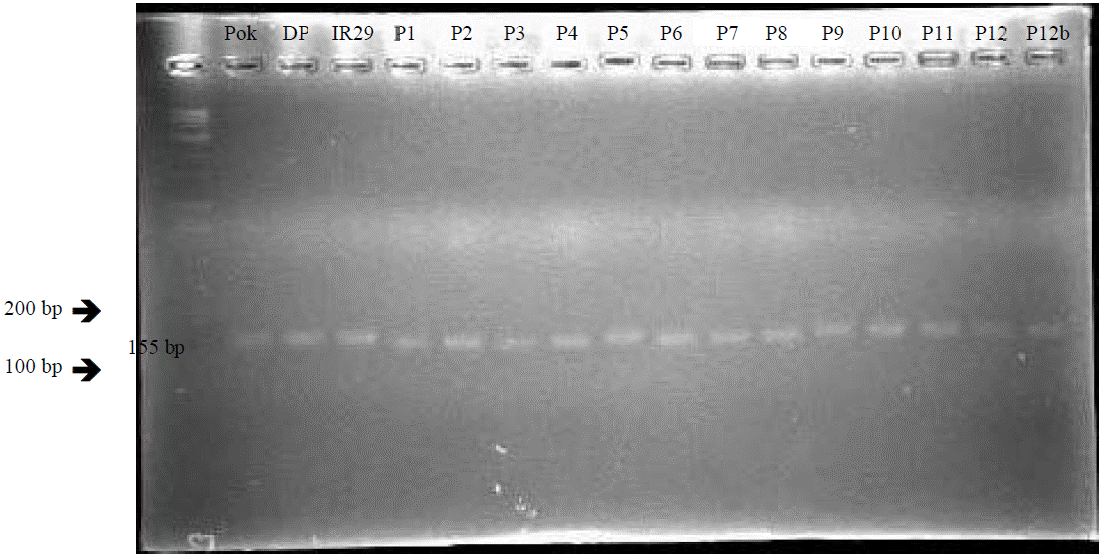SSR Molecular Marker Application in Selection of Hybrid Rice Lines with ...