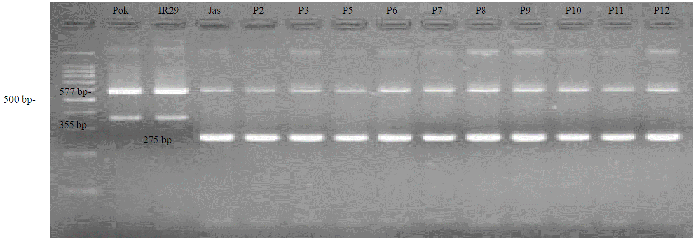 SSR Molecular Marker Application in Selection of Hybrid Rice Lines with ...