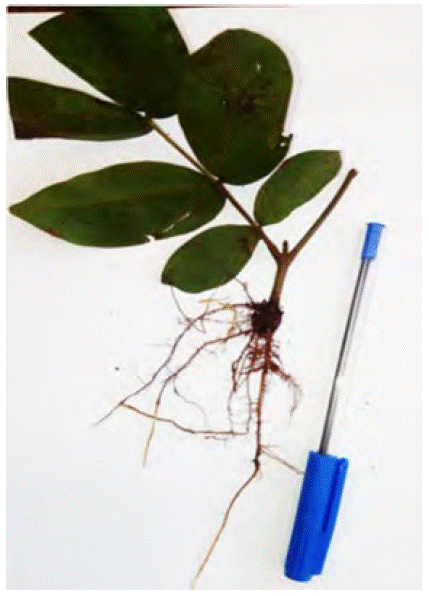 Vegetative Propagation of Berlinia grandiflora by Leafy Stem Cutting in ...