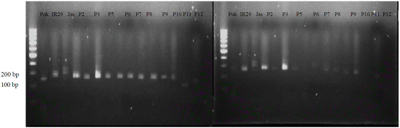 SSR Molecular Marker Application in Selection of Hybrid Rice Lines with ...