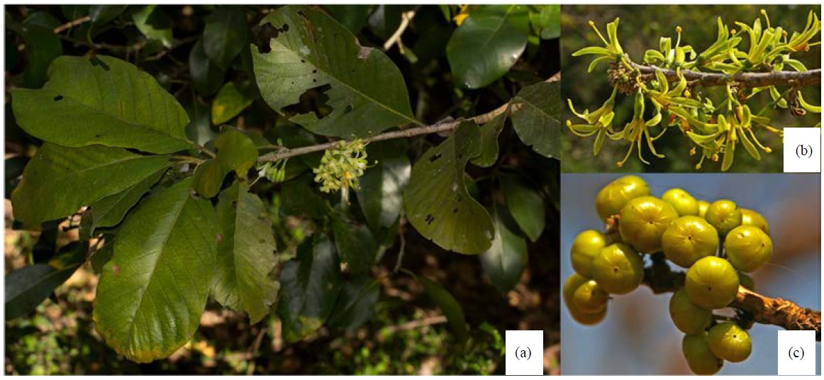 Turraea nilotica Kotschy & Peyr. (Meliaceae Family): Evaluation of ...