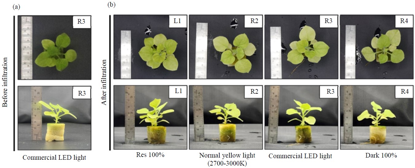 Light-Regulated Transient Expression of GFP in Nicotiana benthamiana: A ...