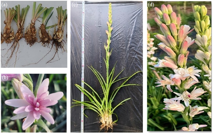 Effects of Bulb Size and Fertilizers on Growth, Yield and Color of ...