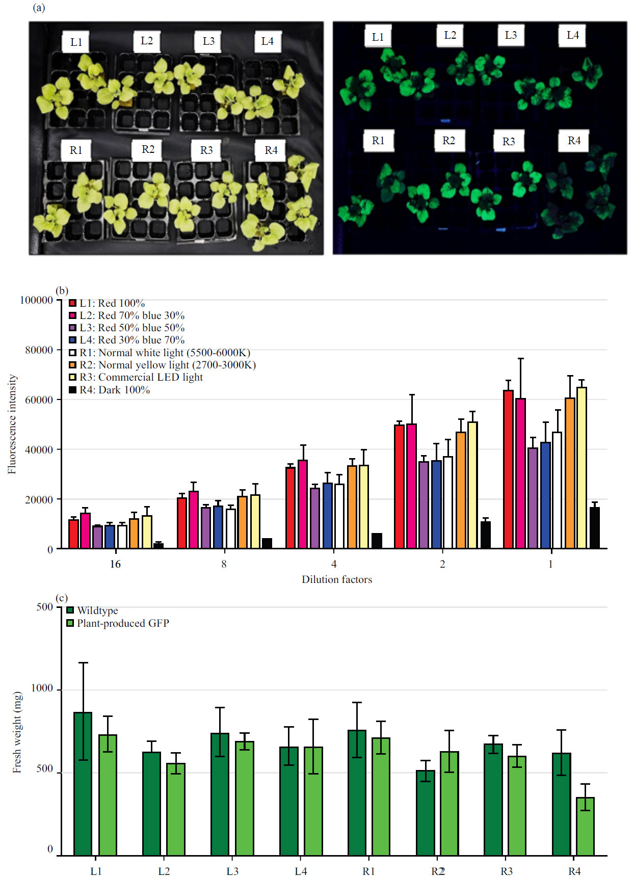 Light-Regulated Transient Expression of GFP in Nicotiana benthamiana: A ...