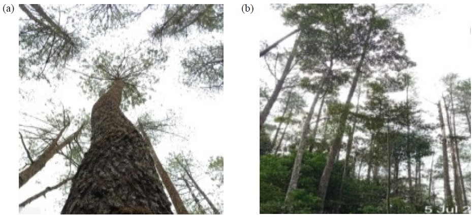 Identification of Pine Species Based on Their Morphology in the ...
