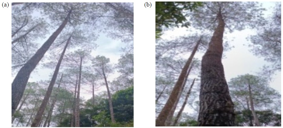 Identification of Pine Species Based on Their Morphology in the ...