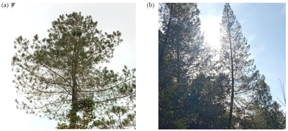 Identification of Pine Species Based on Their Morphology in the ...