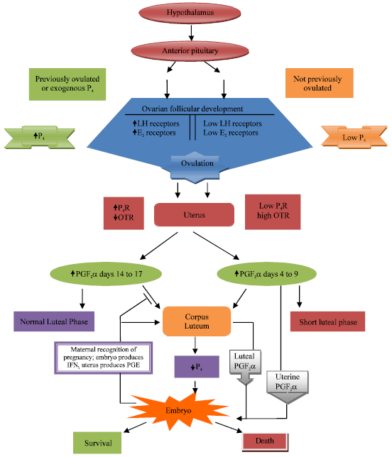 Endocrine Causes of Early Embryonic Death: An Overview