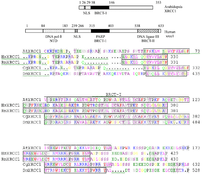 Arabidopsis DNA Repair Protein XRCC1 Causes Resistance to Methylmethane ...