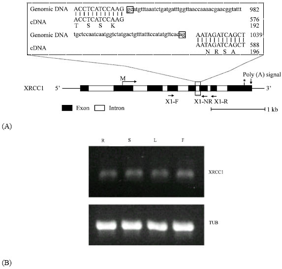 Arabidopsis DNA Repair Protein XRCC1 Causes Resistance to Methylmethane ...