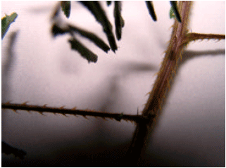 Incidence and Spread of an Invasive Weed, Mimosa invisa Mart. In Benin ...