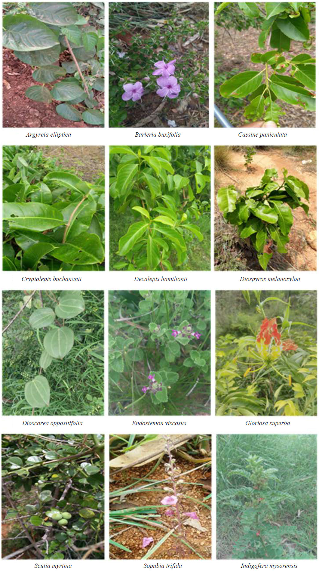 Ethnobotany and Conservation of Population Eminence with Special ...