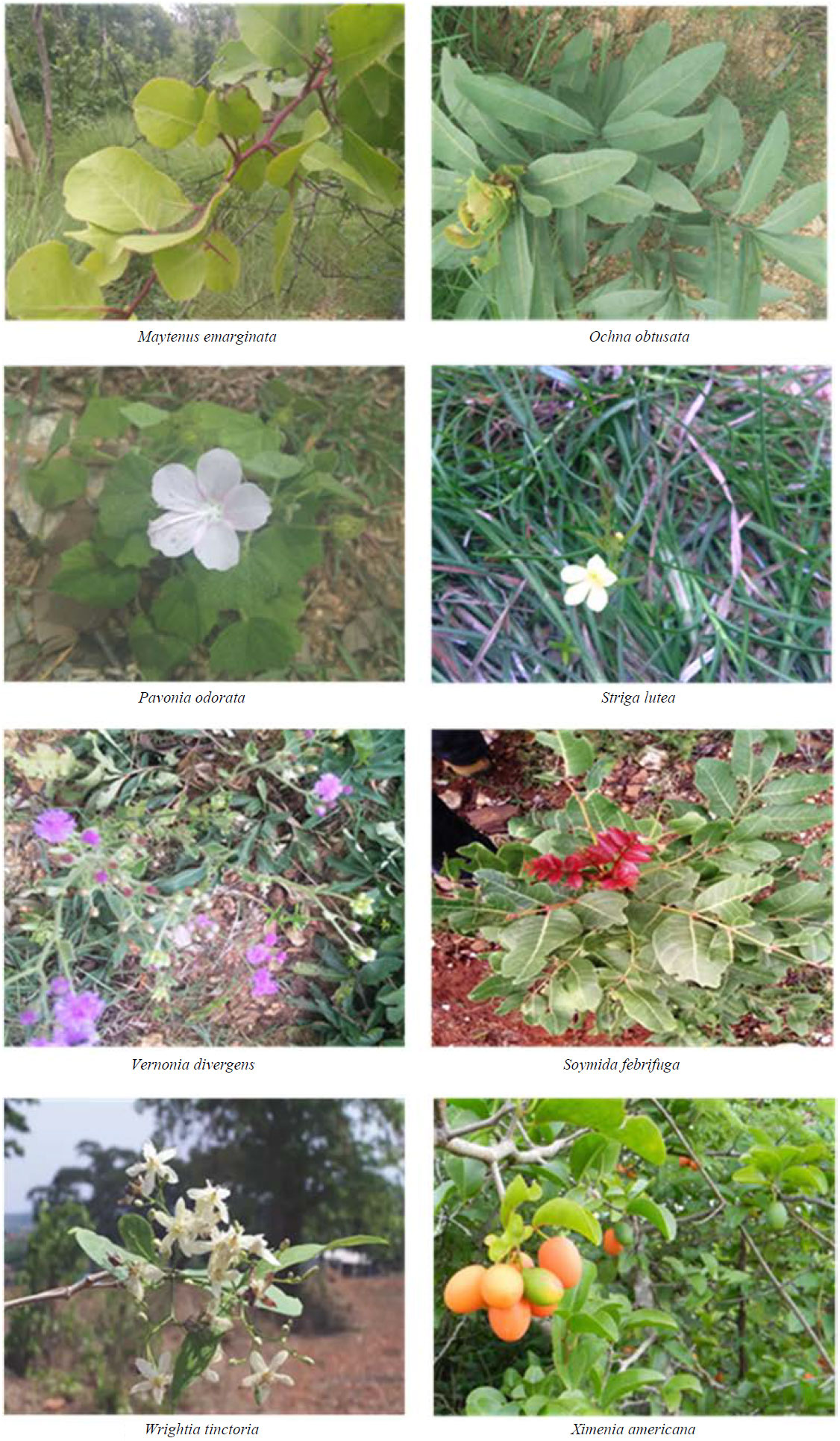 Ethnobotany and Conservation of Population Eminence with Special ...